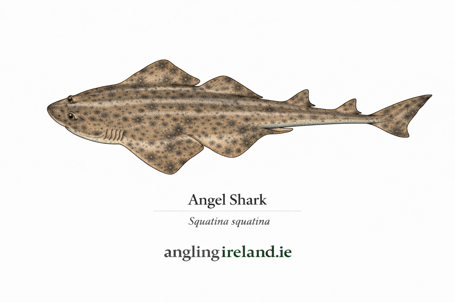 Angling in Ireland: Sea, Coarse and Game Fishing Guide | Angling Ireland