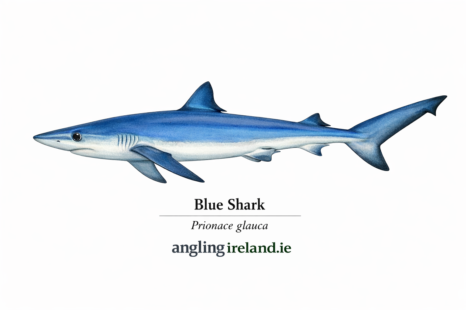 Angling in Ireland: Sea, Coarse and Game Fishing Guide | Angling Ireland