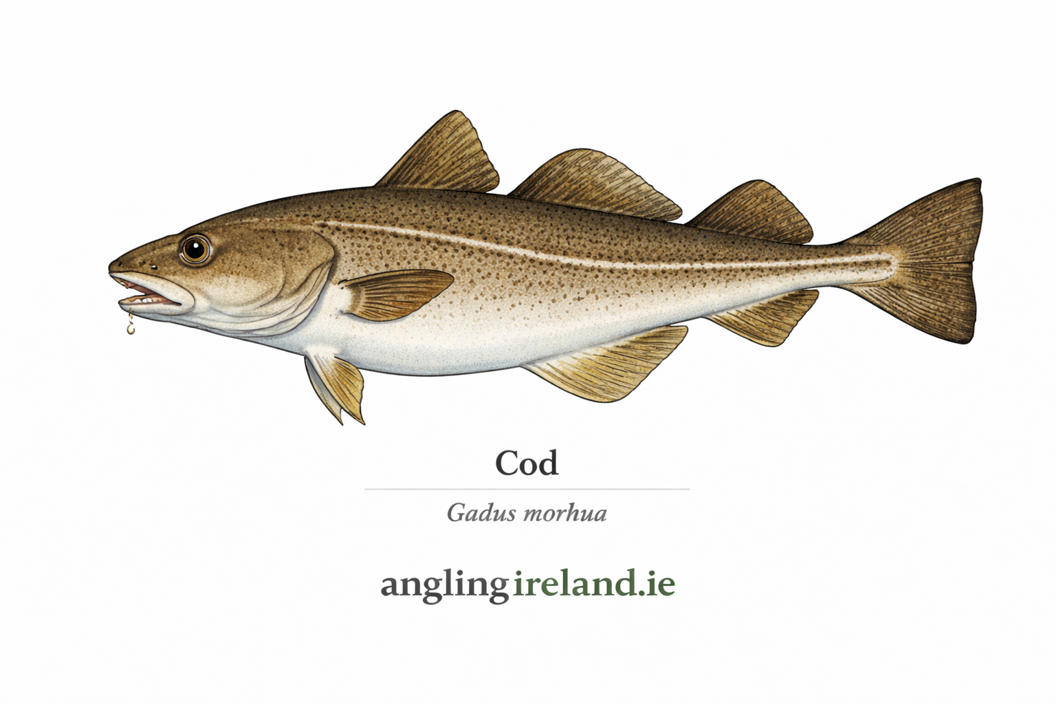 Cod | Irish Sea Fish Species | Angling Ireland