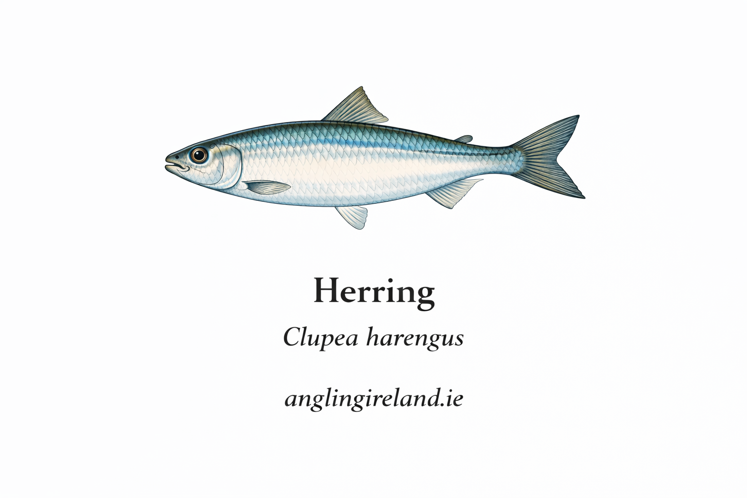 Angling in Ireland: Sea, Coarse and Game Fishing Guide | Angling Ireland
