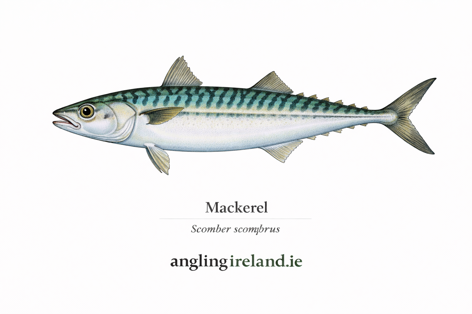 Fishing in Ireland - The Complete Guide (2026) | Angling Ireland