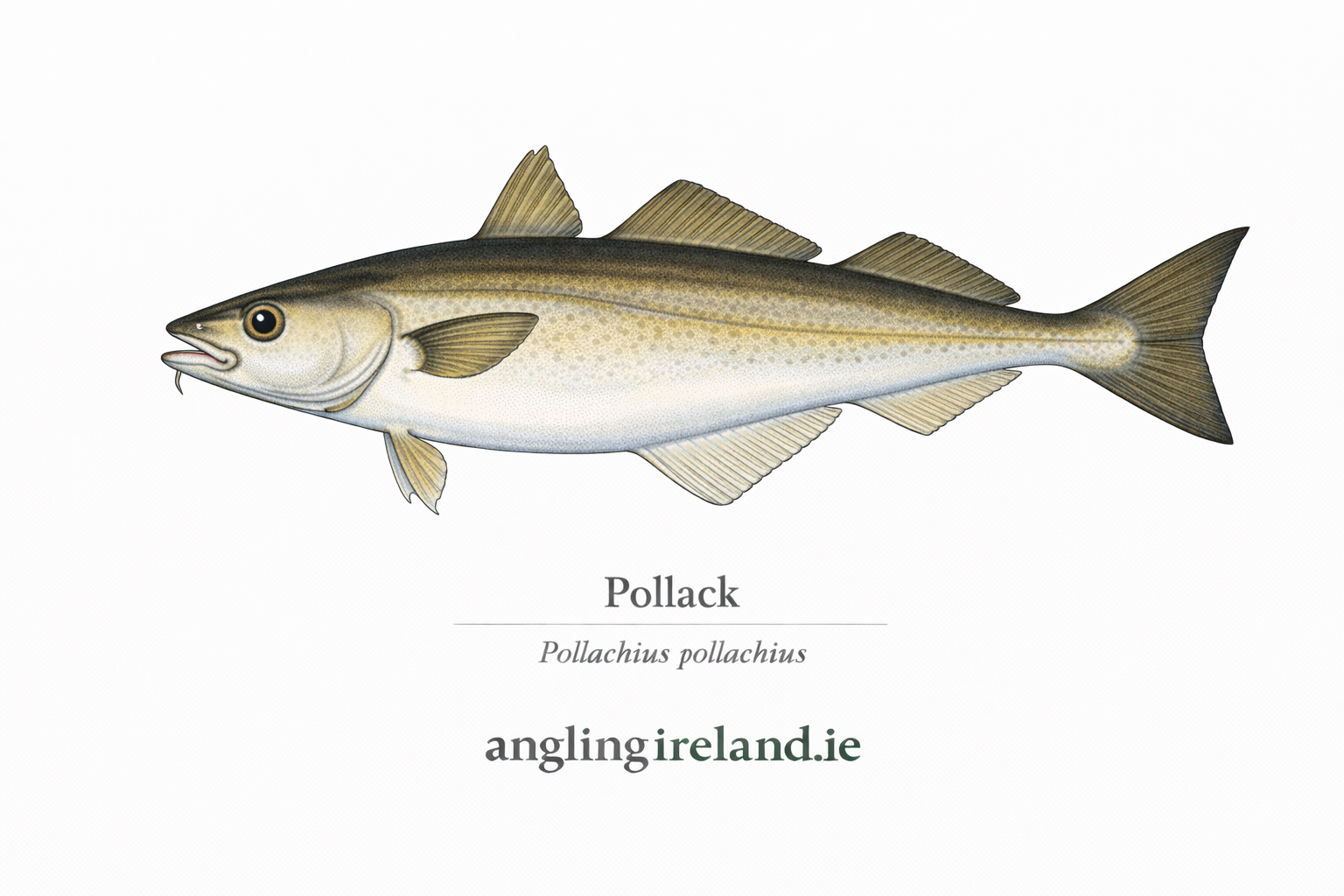 Fishing in Ireland - The Complete Guide (2026) | Angling Ireland
