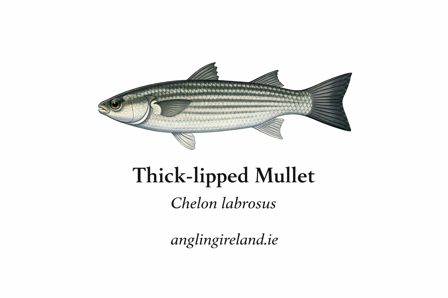 Thick-lipped Mullet | Irish Sea Fish Species | Angling Ireland