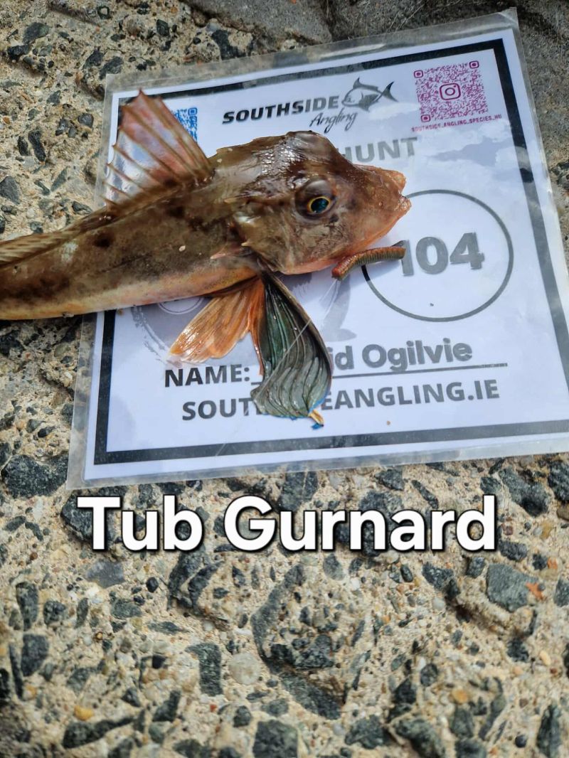 Tub Gurnard | Irish Sea Fish Species | Angling Ireland