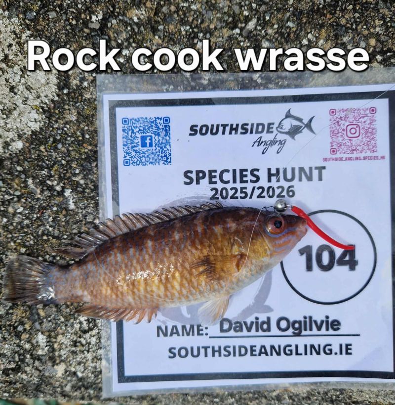 Rock Cook Wrasse | Irish Sea Fish Species | Angling Ireland
